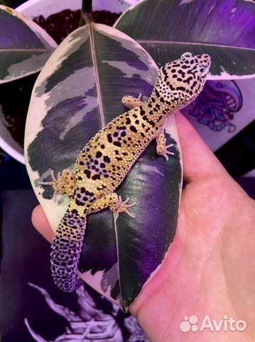Эублефар normal het patternless het blizzard