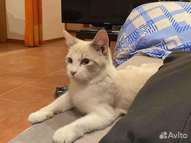 Сиамский (тайский) котенок 6 месяцев