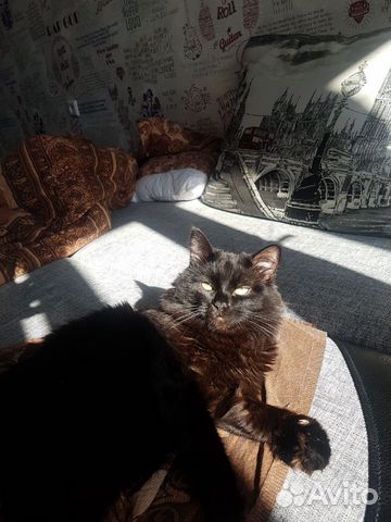 Кот вязка