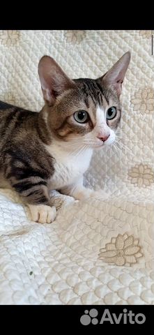 Котик такса коротыш, в год тигра лучший подарок