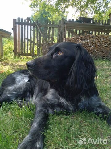 Вязка Русский Охотничий Спаниель