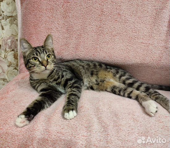 Котик Макс
