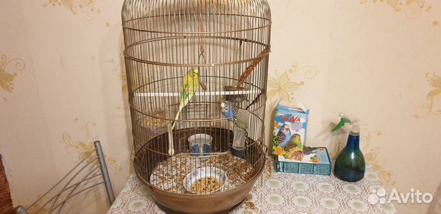 Волнистые попугаи в дар