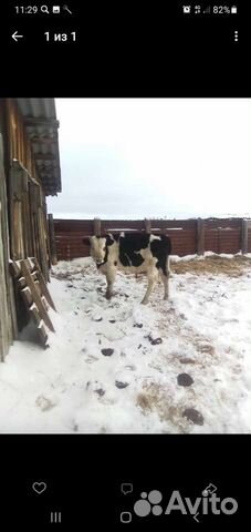 Домашние животные коровы