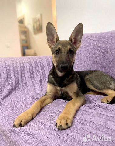 Ушастое чудо ищет дом