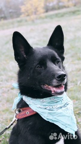 Добрая и весёлая Ночка, отдам