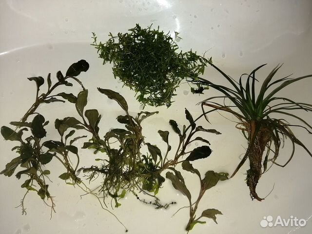 Прополка аквариумных растений. Колпино