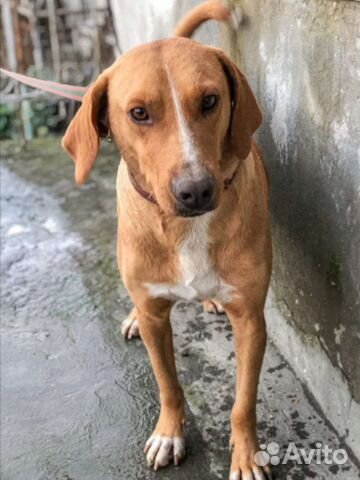 Метис гончей кабель в добрые руки