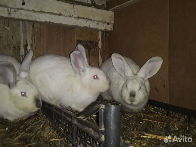 Кролики самочки