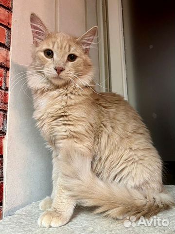 Котенко Лютик 7 мес