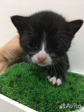 Котенок бесплатно