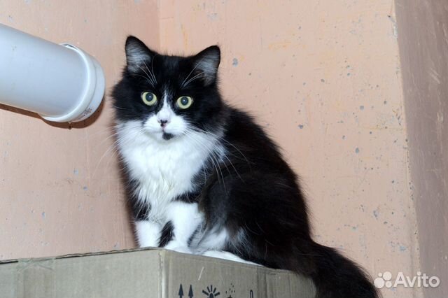 Котик Захарка ищет дом