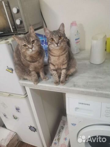 Продам кошечку британку