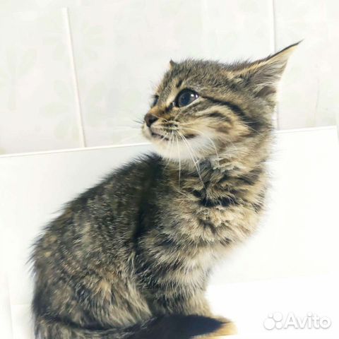Котята, котенок 2 мес. плюшевая малышка