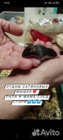 Сатиновые мышки