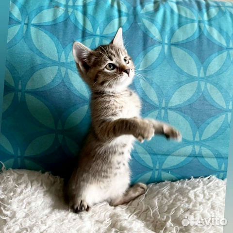 Котята, котёнок крошка в добрые руки