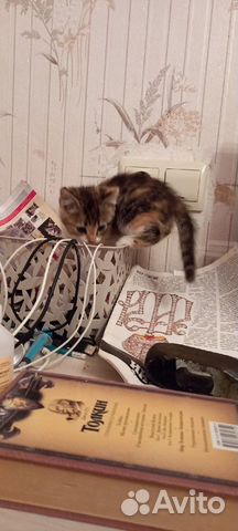 Котенок Веснушка ищет свой дом