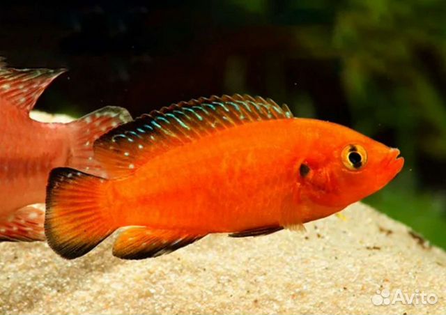 Хемихромис эксул