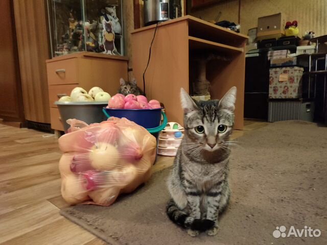 Кошка в дар