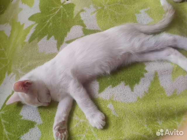 Котята в добрые руки даром