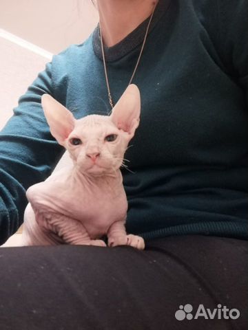 Канадский сфинкс котята