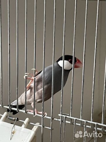 Самец рисовой амадины