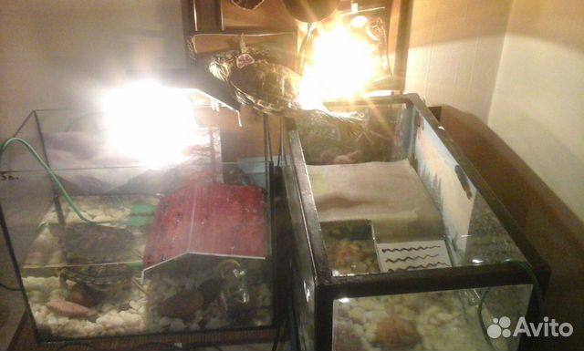 Отдам в добрые руки черепашку красноушку