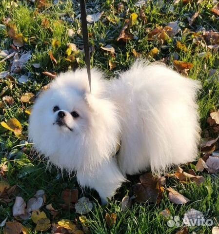 Немецкий шпиц вязка