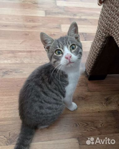 Милый игривый котёнок. Зовут Сеня, от паразитов об