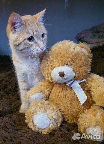 Котенок (мальчик) в хорошие руки