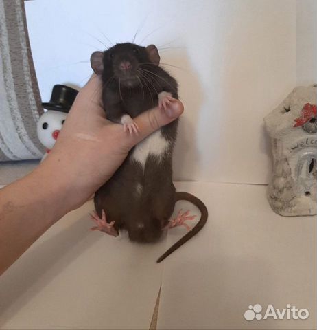 Отдам бесплатно двух крысят