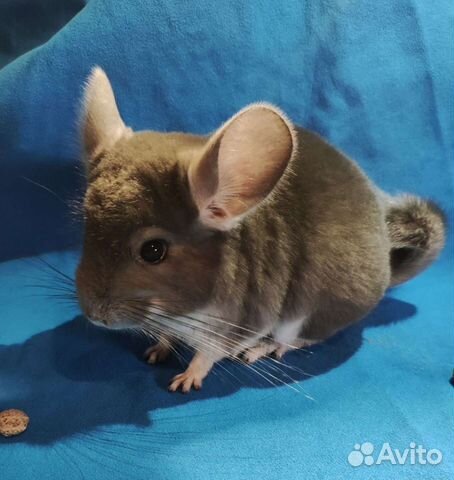 Шиншилла Фиолетовый на нс