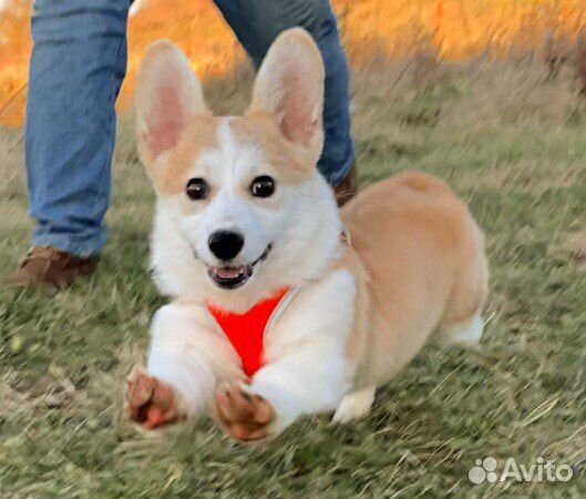 Вельш-корги пемброк