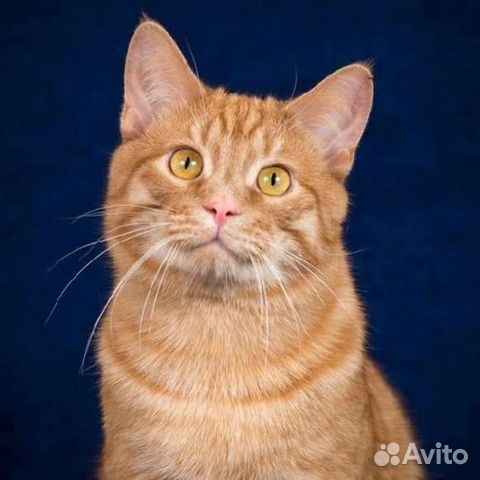 Рыжий котик в добрые руки