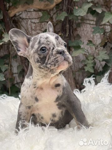 Французский бульдог щенки мерле