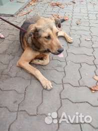 Собаки бесплатно в добрые руки