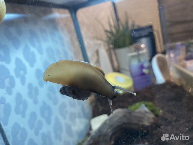 Улитки Ахатины