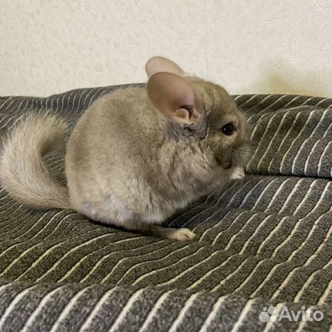 Шиншилла