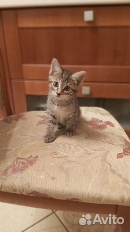 Озорной котенок ищет своих хозяев