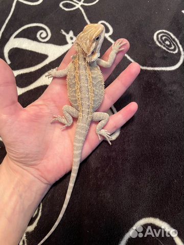 Бородатая Агама малыш 2 мес