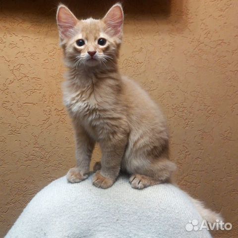 Котенок редкого окраса Фавн