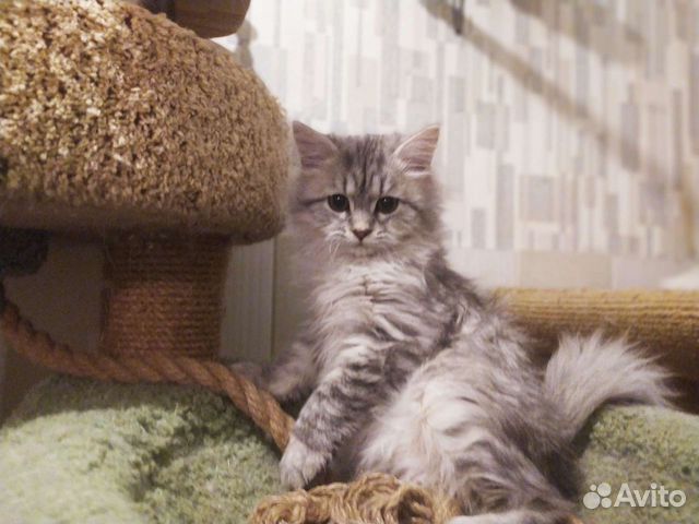 Котята сибирской кошки