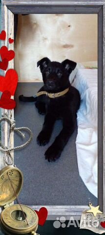 Метис девочка в добрые руки