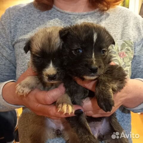 Отдам в хорошие руки