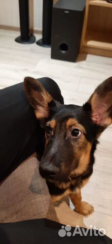 Отдам собаку в хорошие руки