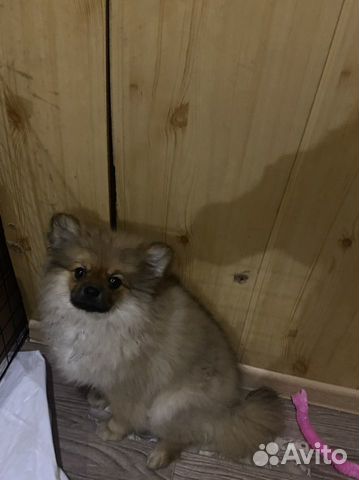 Собаки щенок шпиц