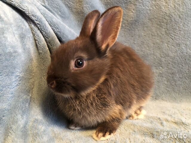Нидерландский кролик