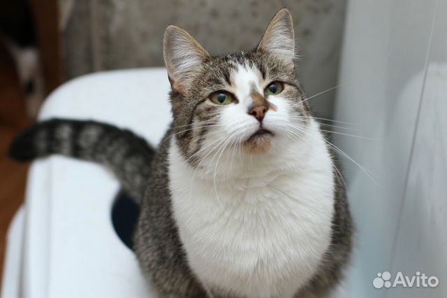 Кошка Дуся ищет свою семью