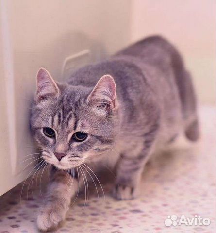 Котенка в клетке для грызунов бросили на помойке