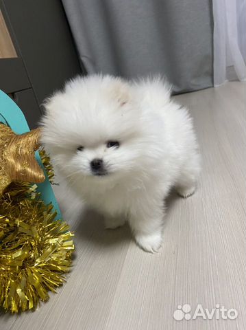 Щенки померанского шпица